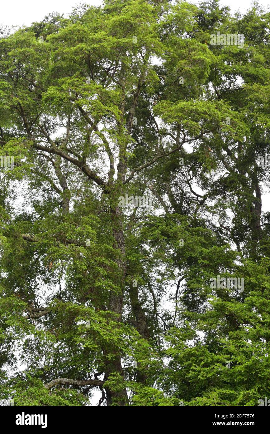 Coigue tree hi-res stock photography and images - Alamy
