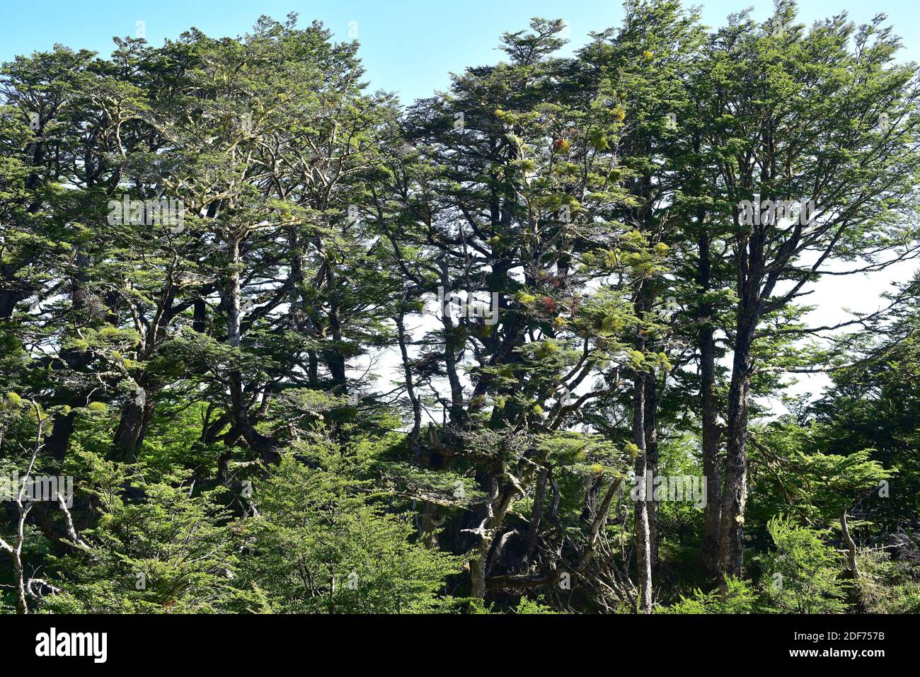 Nothofagus forest magallanes chile hi-res stock photography and images ...