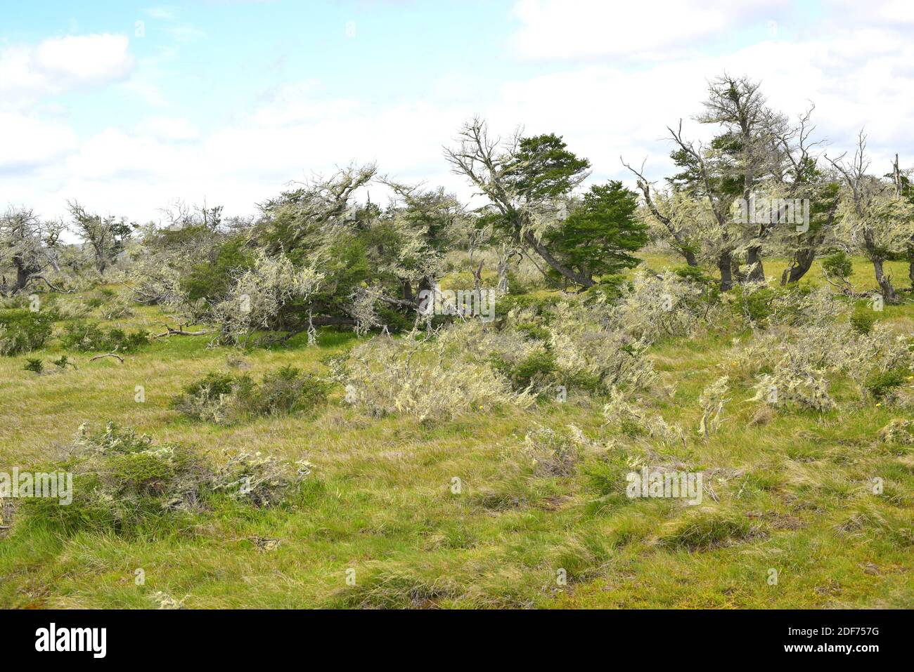 Nirre nothofagus antarctica hi-res stock photography and images - Alamy