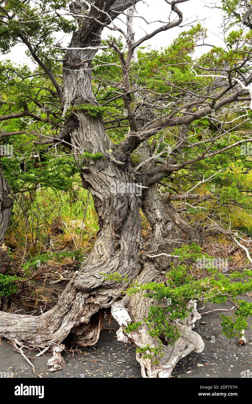 Nirre nirre hi-res stock photography and images - Alamy