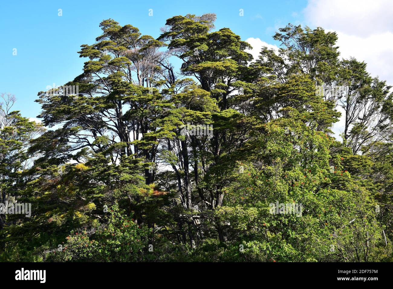 Coigue tree hi-res stock photography and images - Alamy