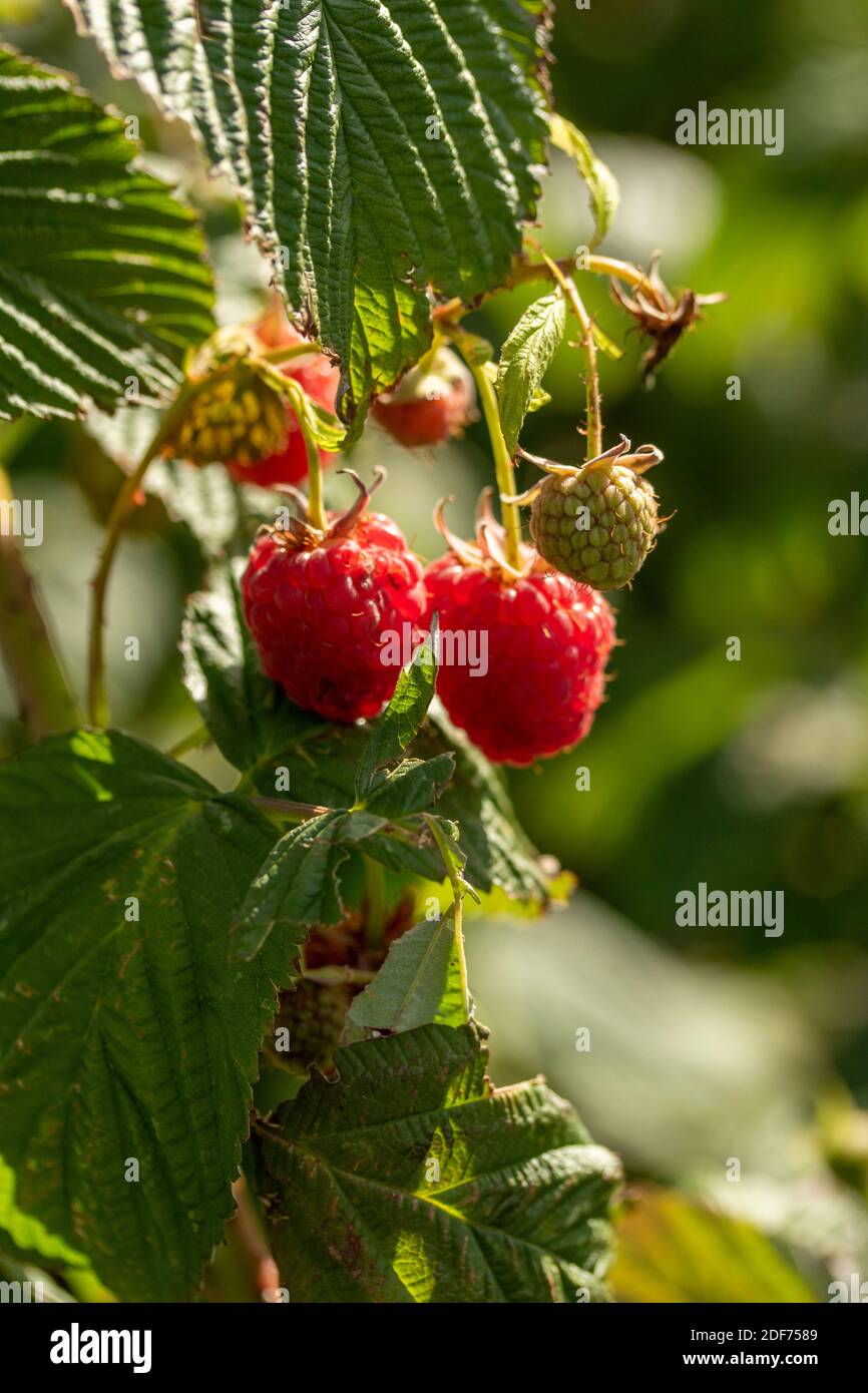 Raspberry Imara bearing fruit in bright sunshine, natural fruiting ...