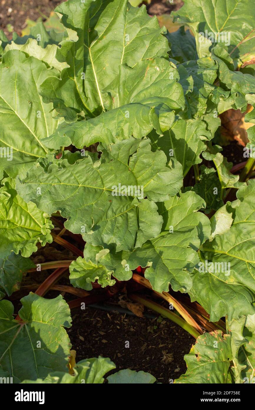 Chinese Rhubarb Near Pond