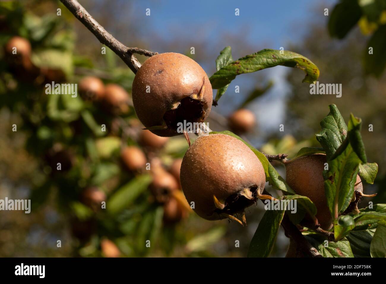 Medlar ’Royal’ fruit developing in late summer sunshine Stock Photo - Alamy