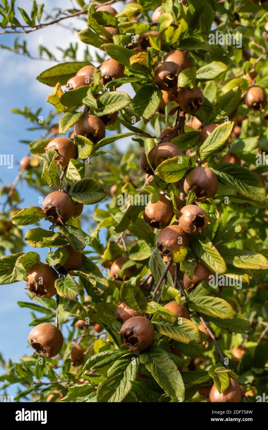 Medlar ’Royal’ fruit developing in late summer sunshine Stock Photo - Alamy