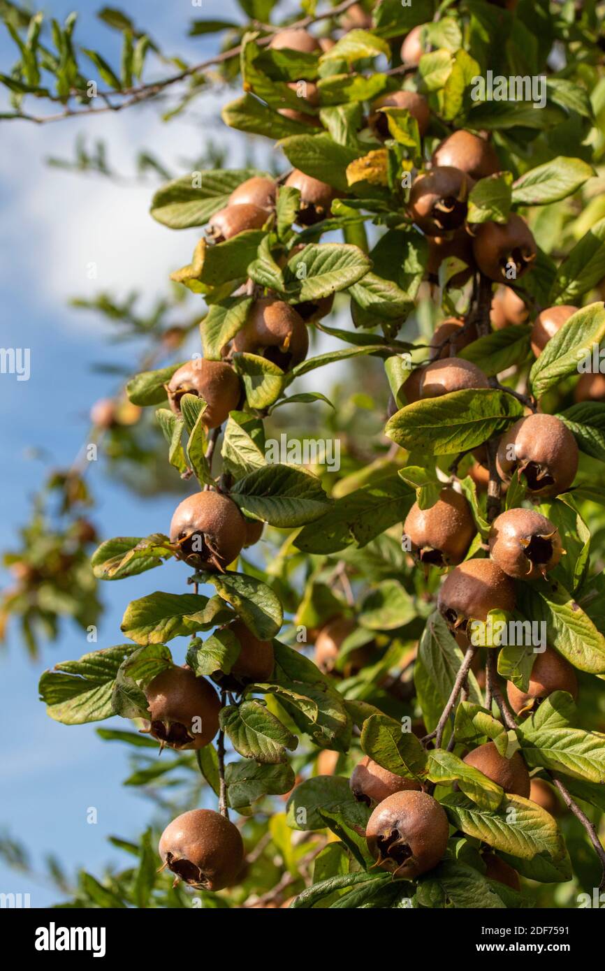 Medlar ’Royal’ fruit developing in late summer sunshine Stock Photo - Alamy