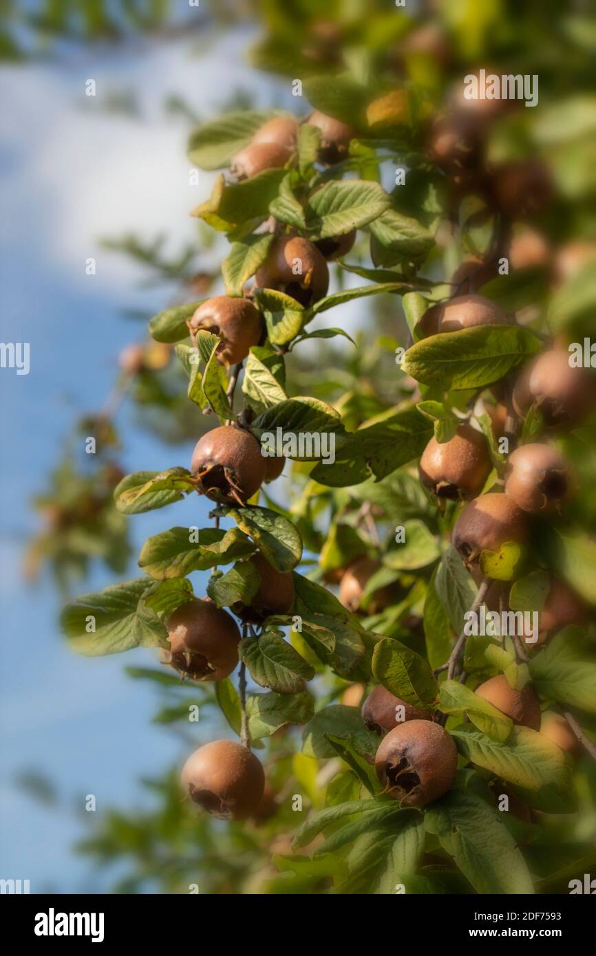 Royal medlar tree hi-res stock photography and images - Alamy