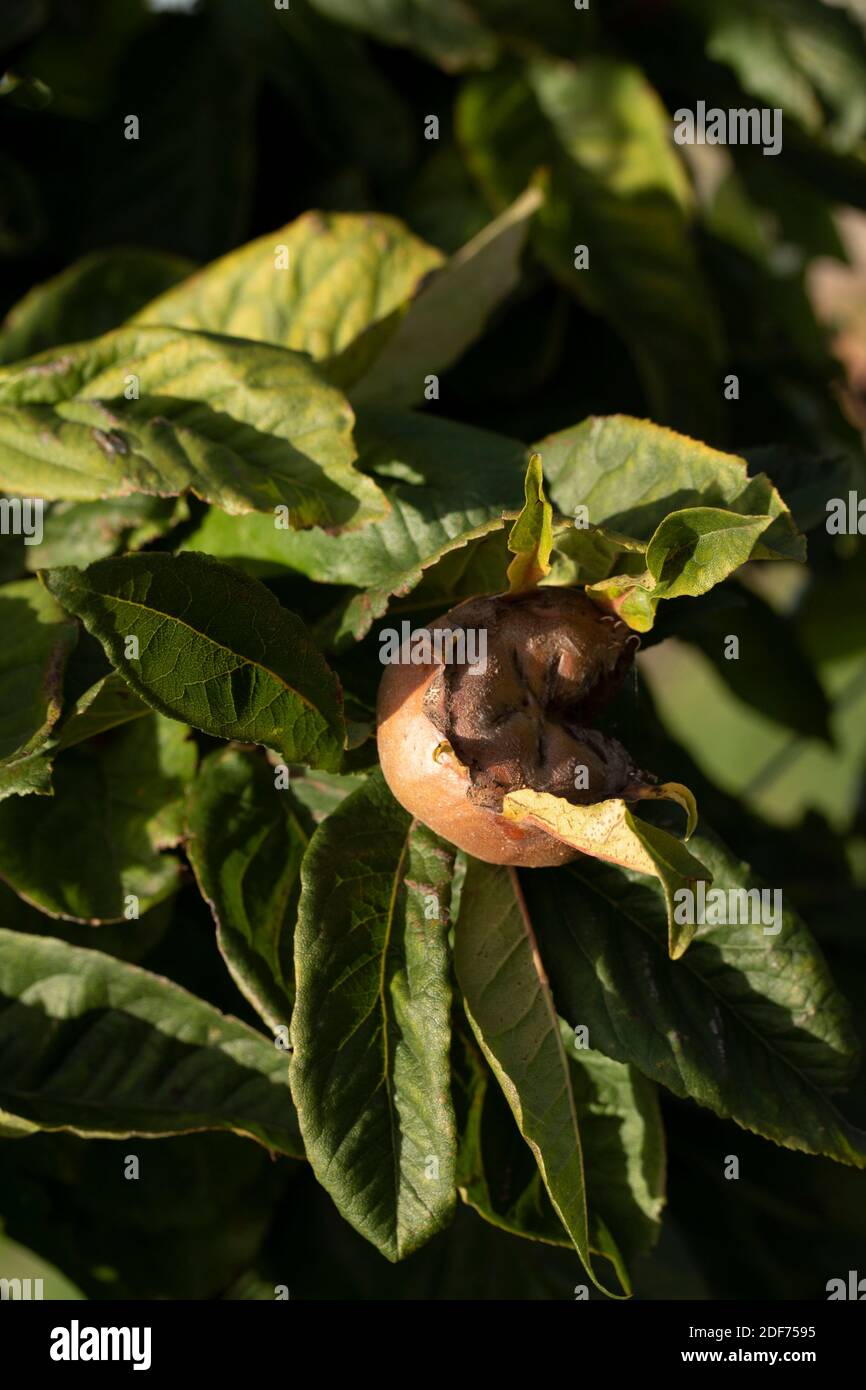 Royal medlar fruit hi-res stock photography and images - Alamy