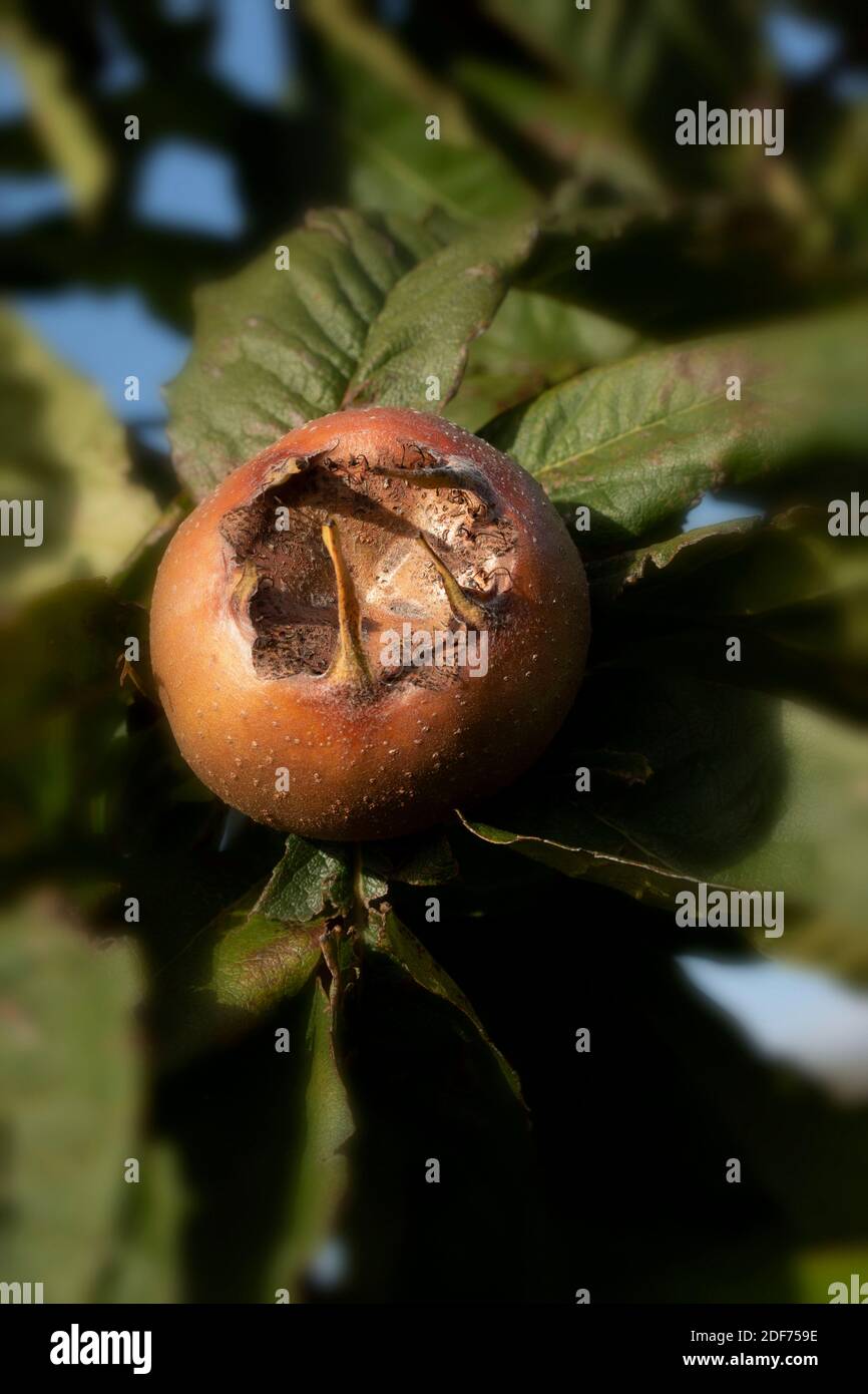 Medlar ’Royal’ fruit developing in late summer sunshine Stock Photo - Alamy