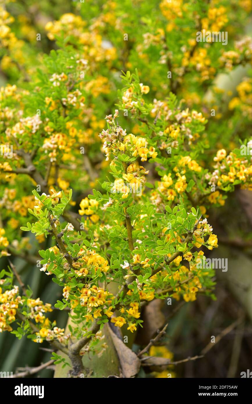 Fruits of chanar hi-res stock photography and images - Alamy
