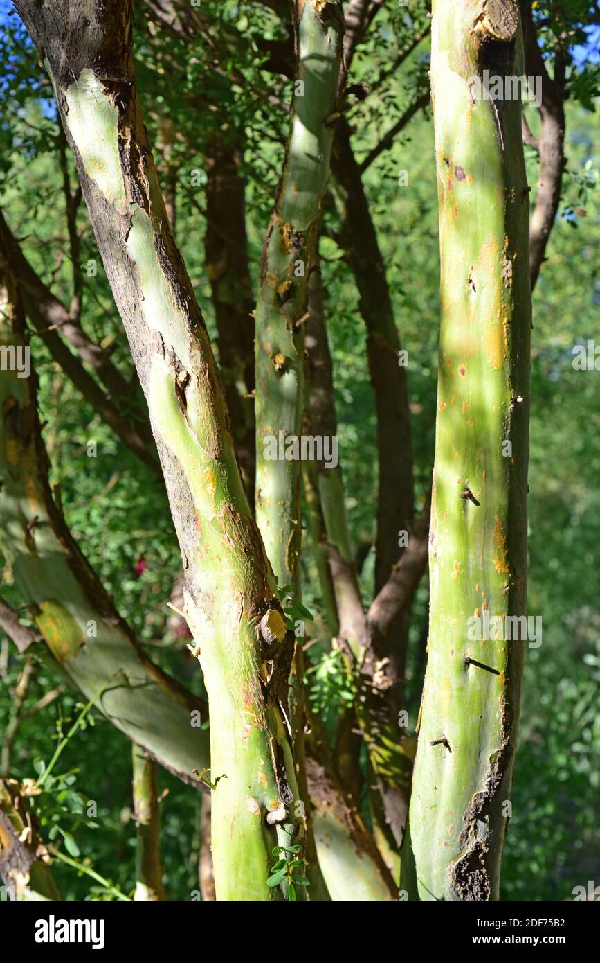 Tree a trunk hi-res stock photography and images - Alamy