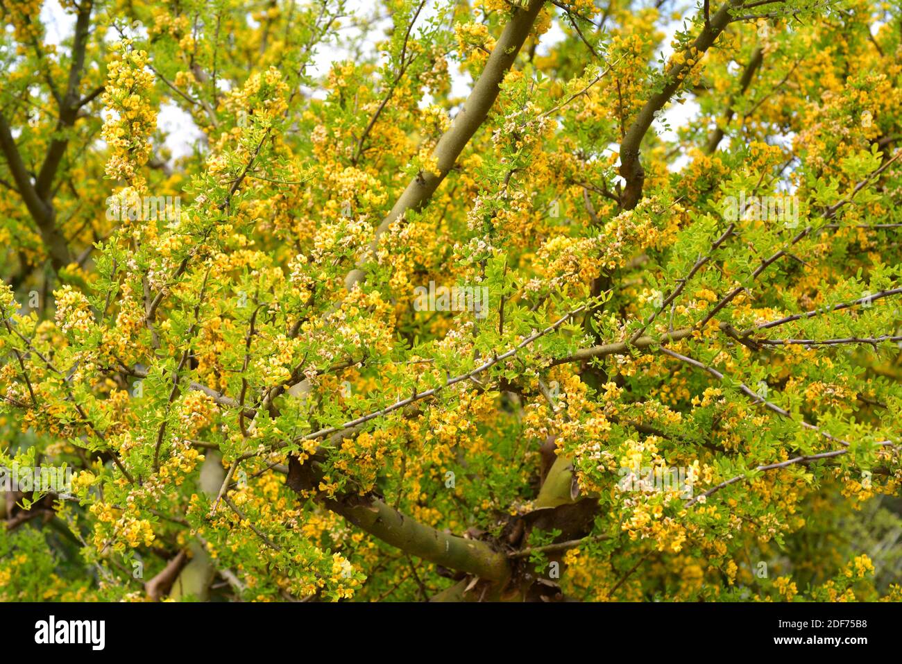 Edible fruit of a small tree hi-res stock photography and images - Alamy