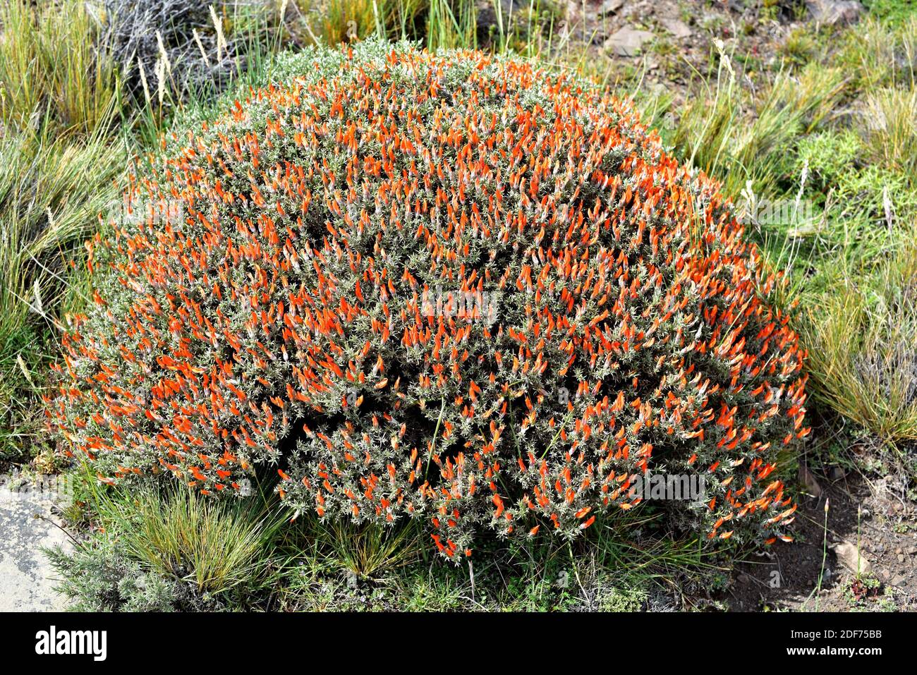 Neneo chile hi-res stock photography and images - Alamy