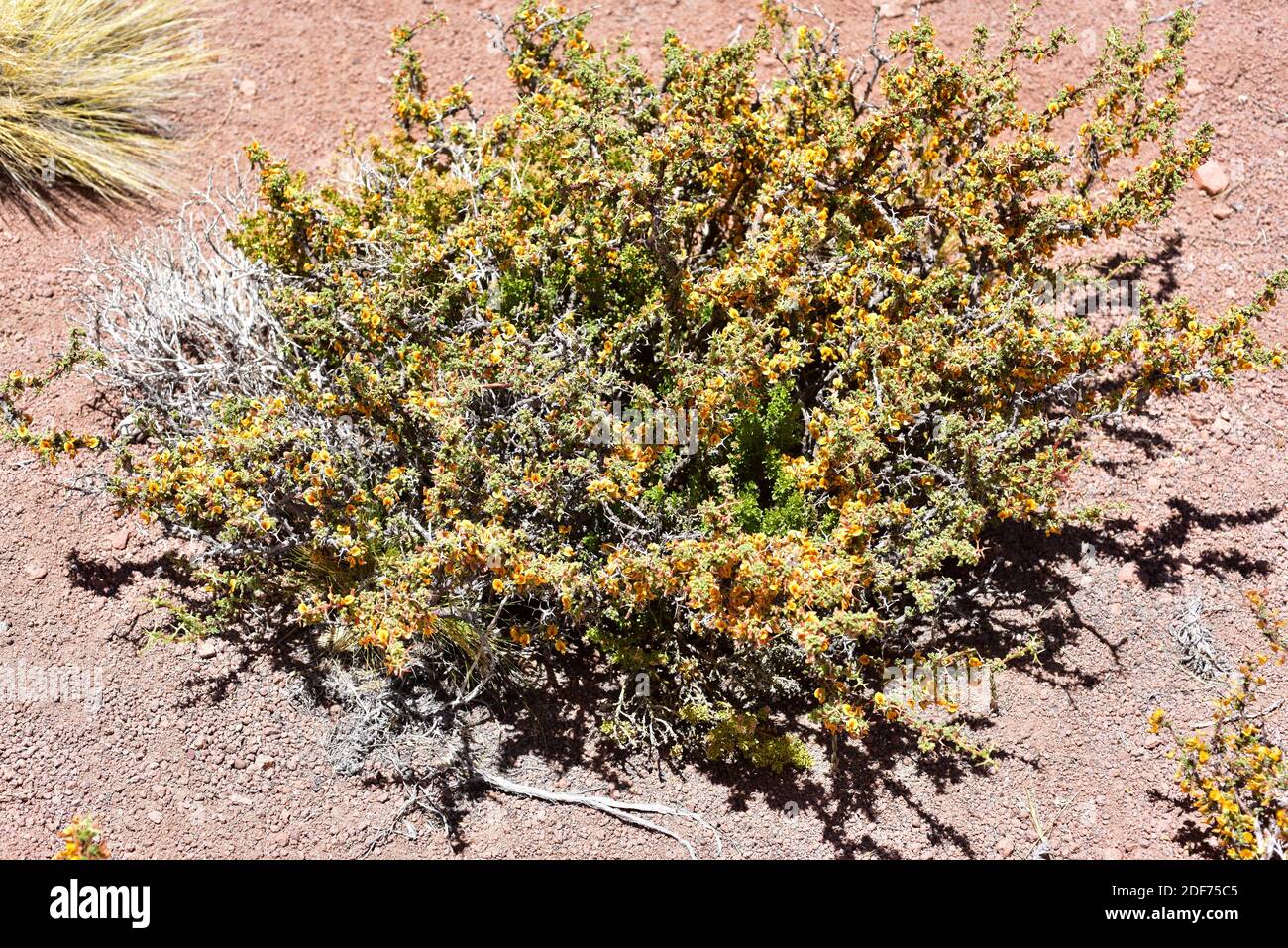 Pahuen hi-res stock photography and images - Alamy