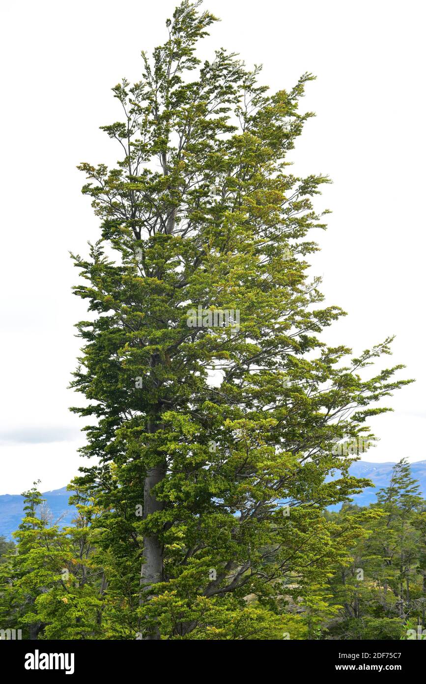 Lenga nothofagus pumilio argentina hi-res stock photography and images ...