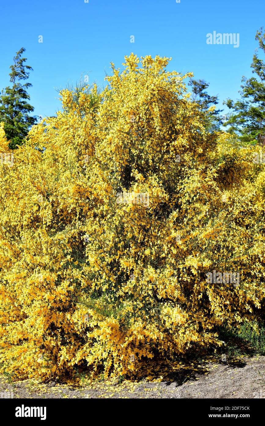 Genista shrub mediterranean flora hi-res stock photography and images ...