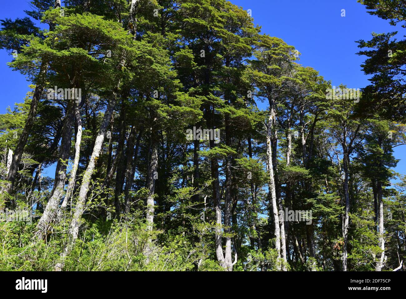 Nothofagus dombeyi hi-res stock photography and images - Alamy