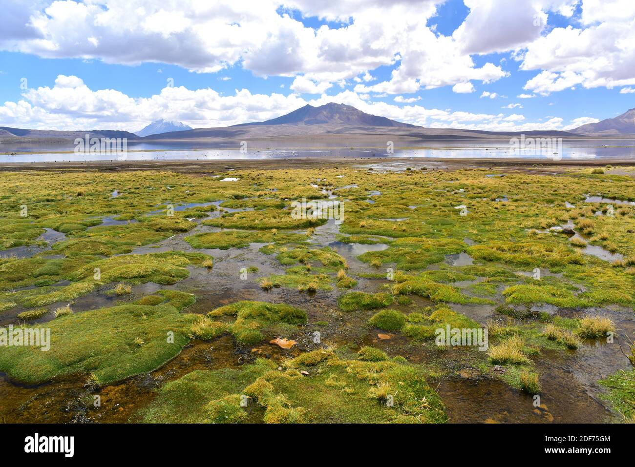 Distichia Muscoides High Resolution Stock Photography and Images - Alamy