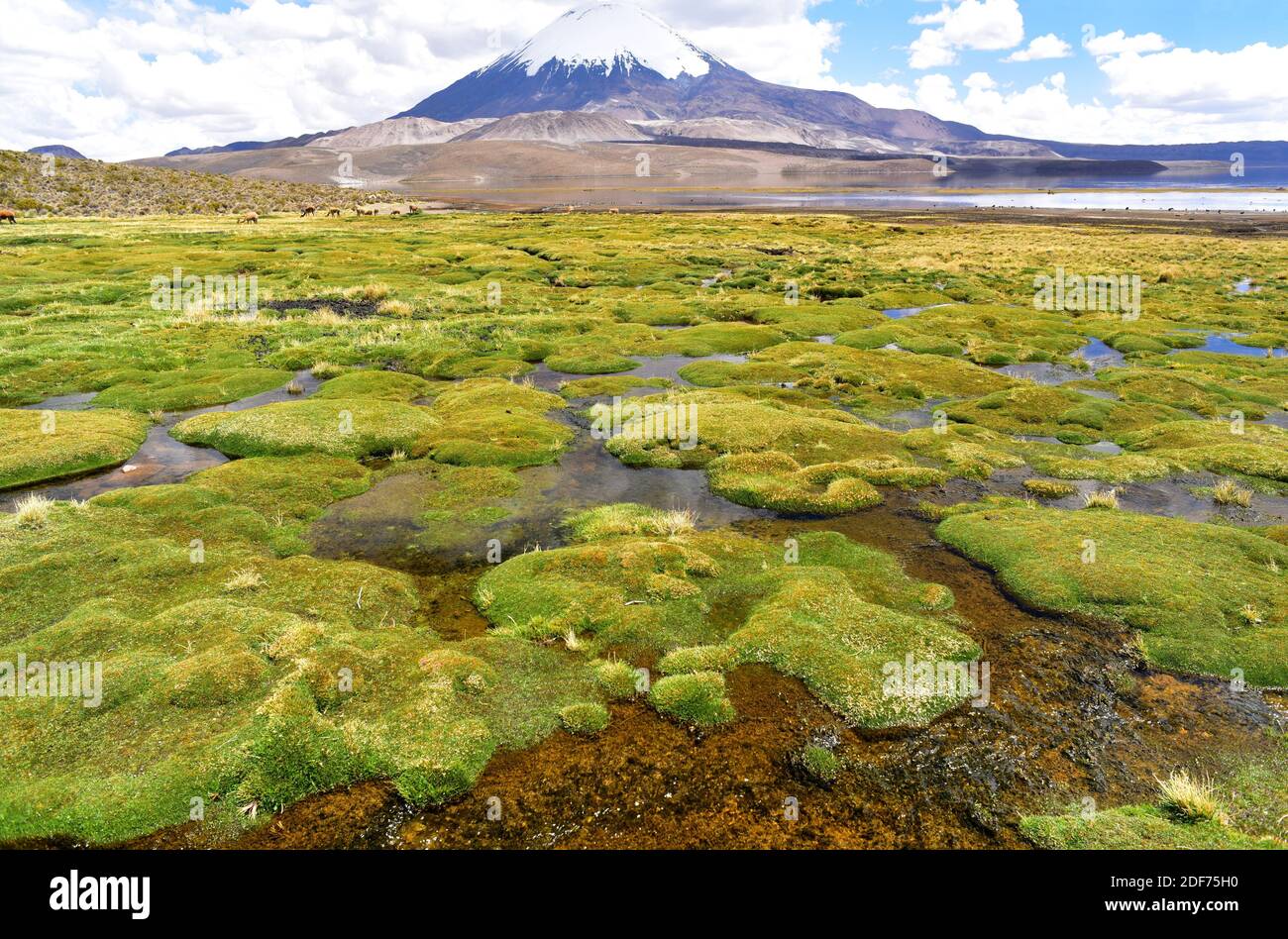 Distichia Muscoides High Resolution Stock Photography and Images - Alamy