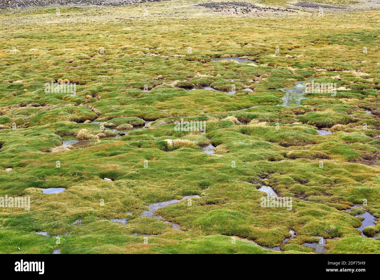 Distichia Muscoides High Resolution Stock Photography and Images - Alamy