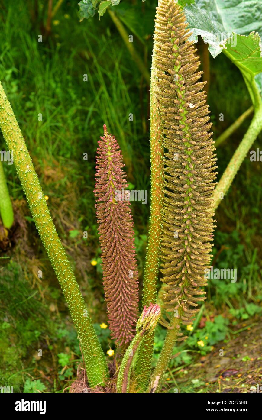 Nalca High Resolution Stock Photography and Images - Alamy