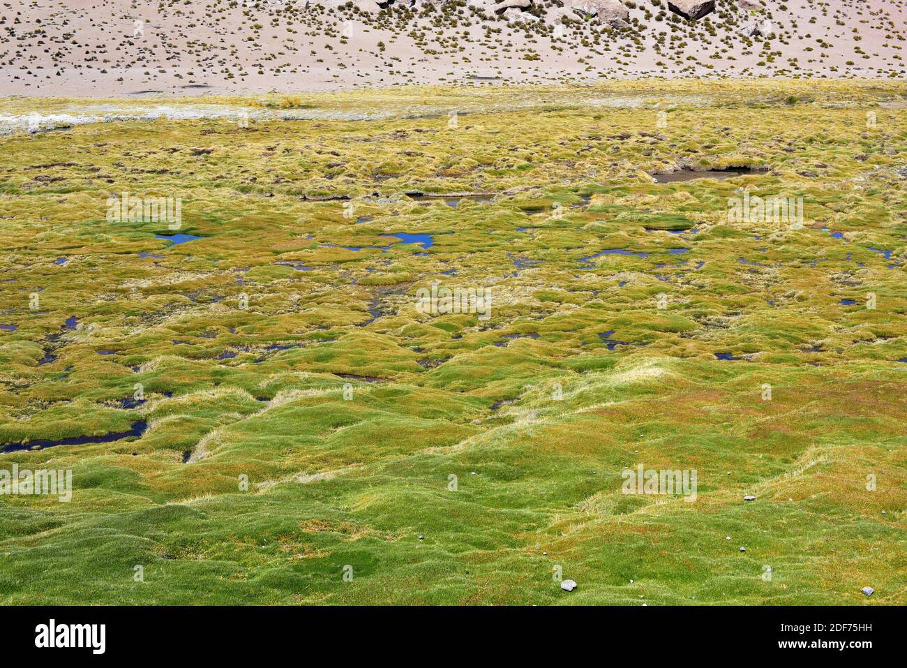 Distichia Muscoides High Resolution Stock Photography and Images - Alamy