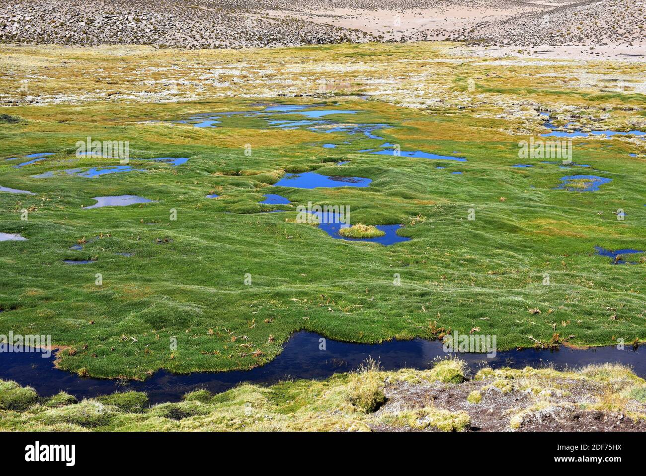 Distichia Muscoides High Resolution Stock Photography and Images - Alamy