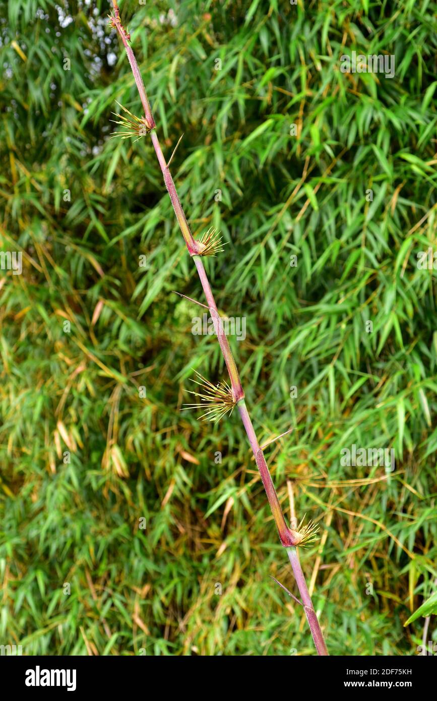Temperate bamboo forest hi-res stock photography and images - Alamy