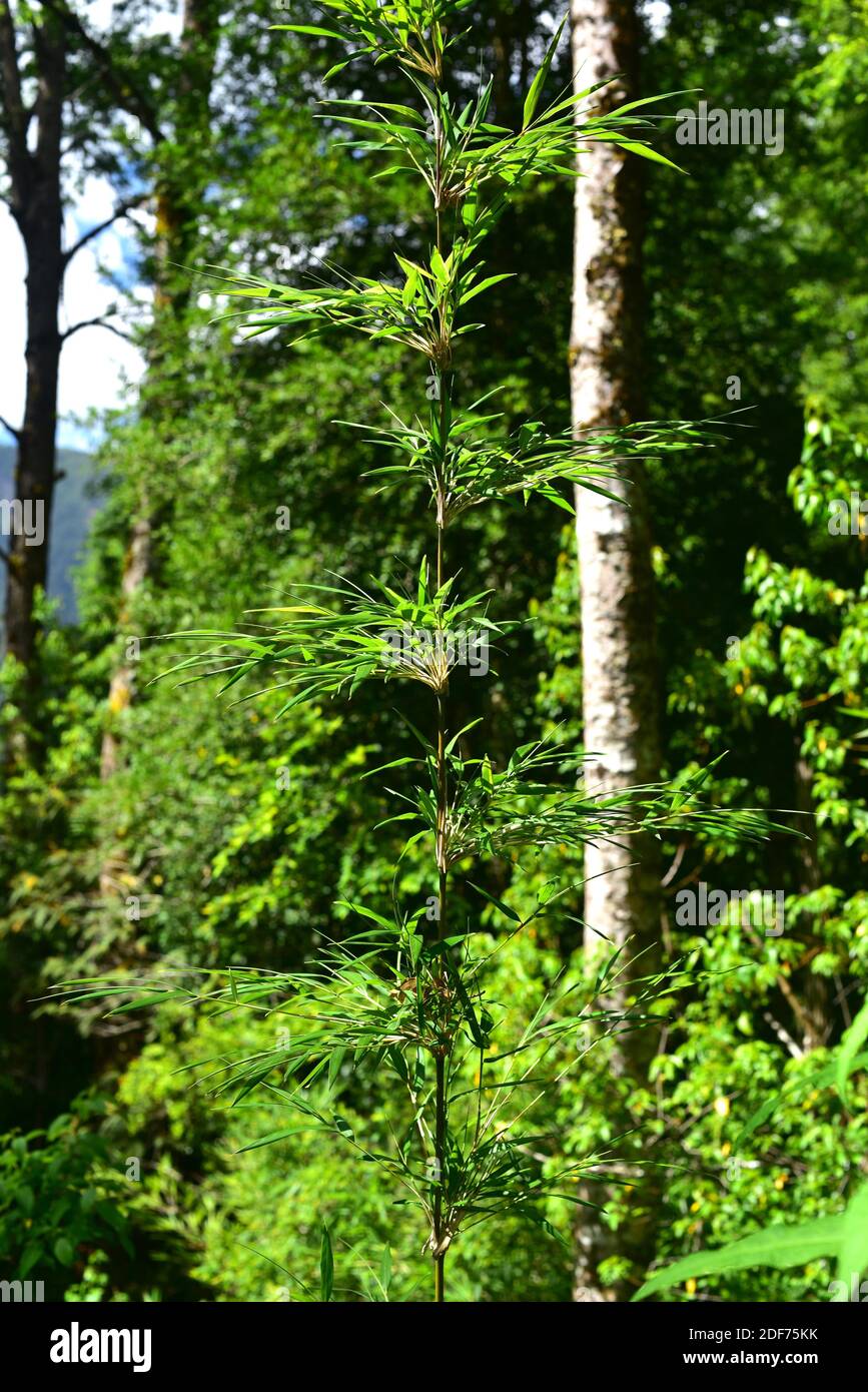 Chile Forest Forests High Resolution Stock Photography and Images - Alamy
