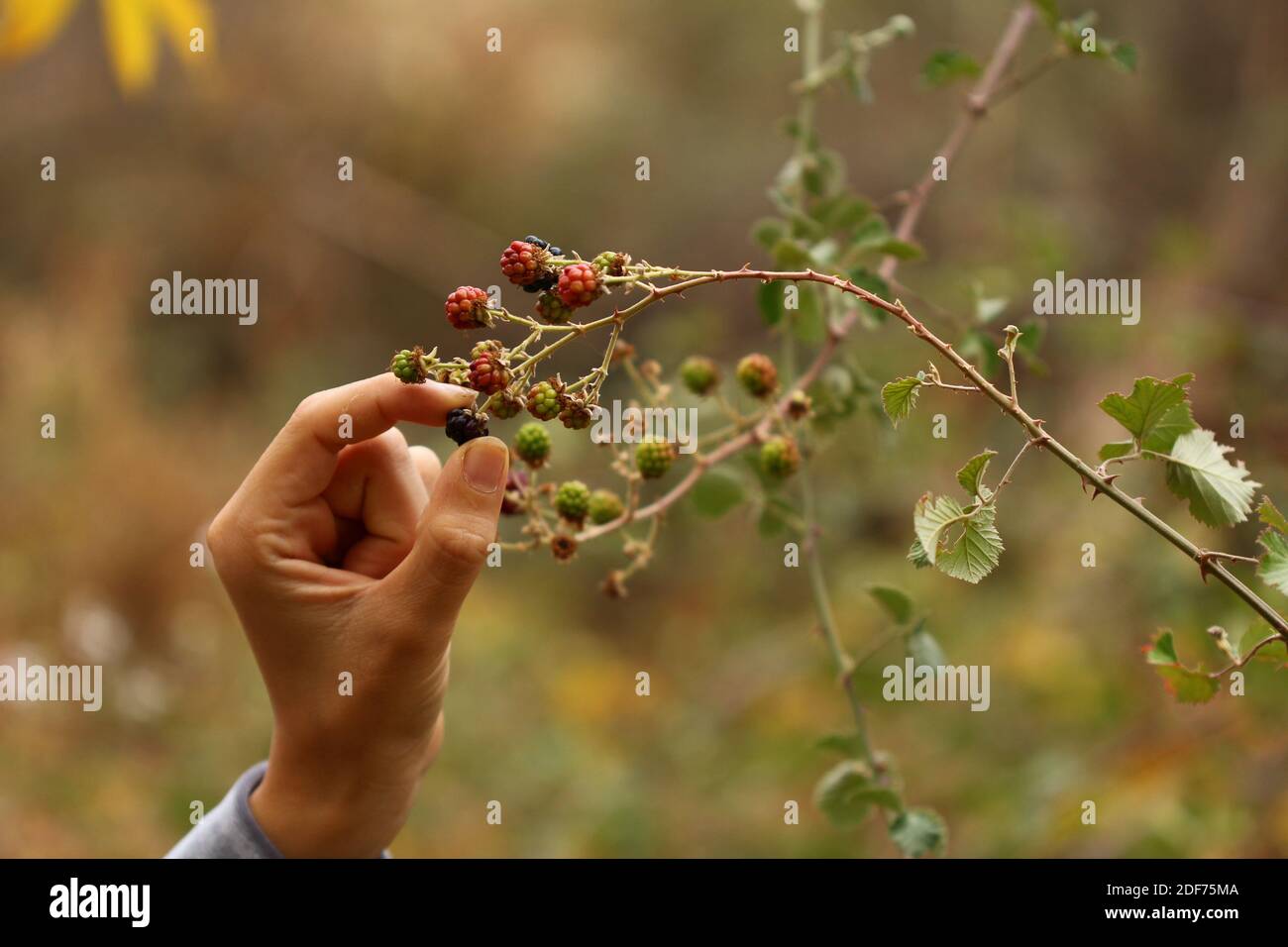 Raspberries growing hands hi-res stock photography and images - Alamy
