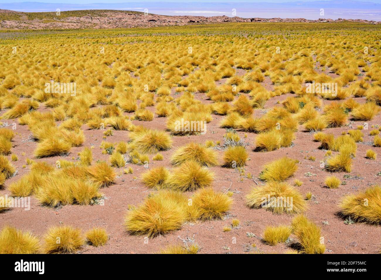 Puna Peru Grassland High Resolution Stock Photography and Images - Alamy