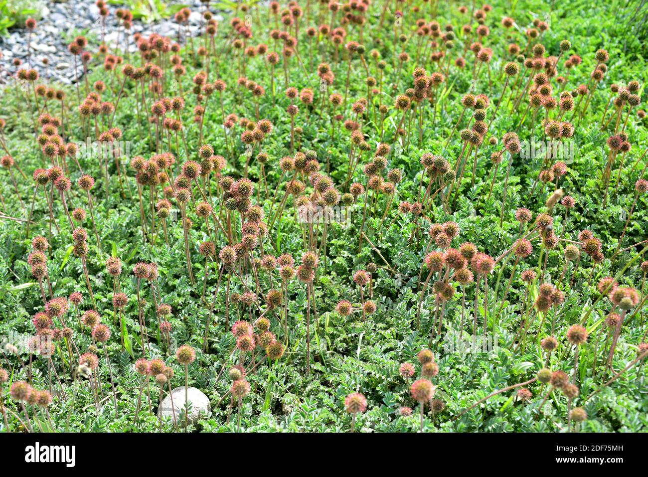 Burr Plant High Resolution Stock Photography and Images - Alamy