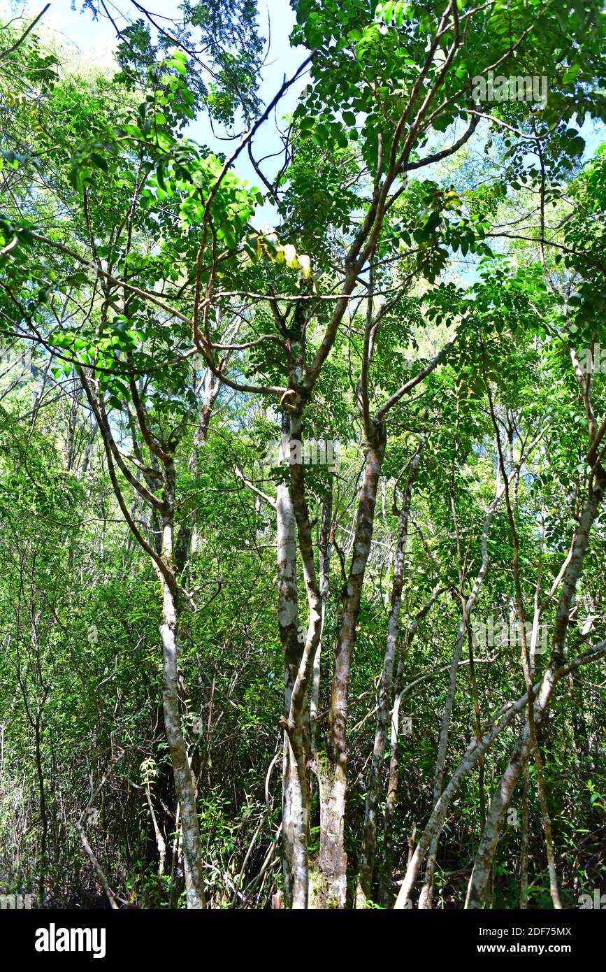 Hazelnut tree fruit hi-res stock photography and images - Alamy