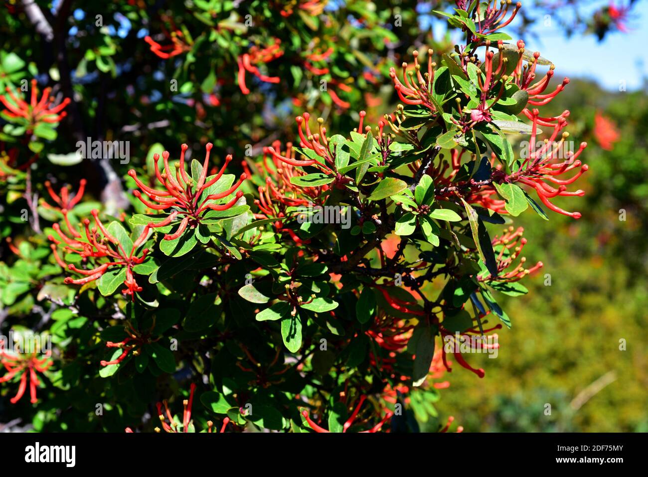 Small evergreen tree hi-res stock photography and images - Alamy