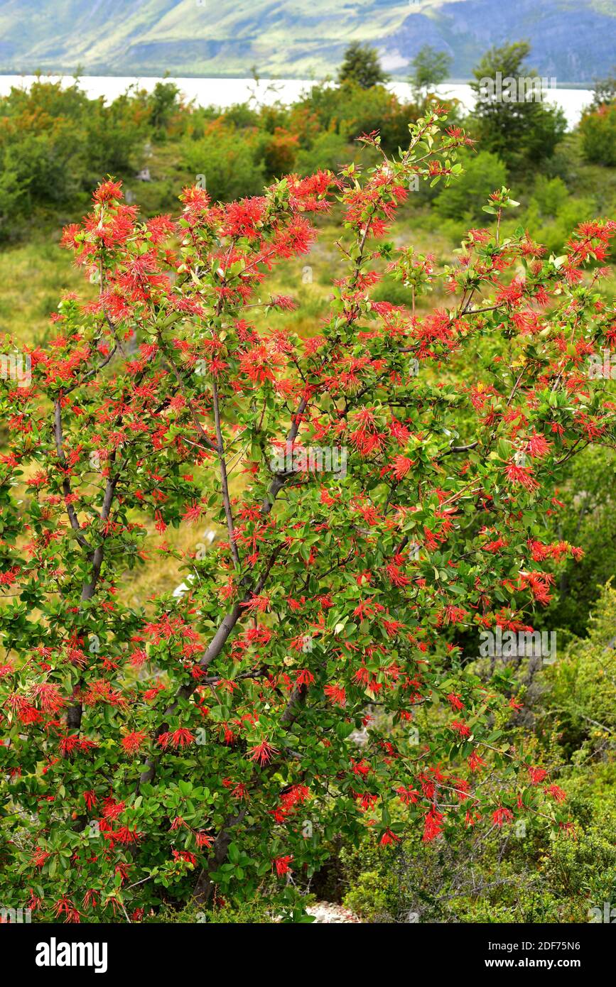 Chilean firetree hi-res stock photography and images - Alamy