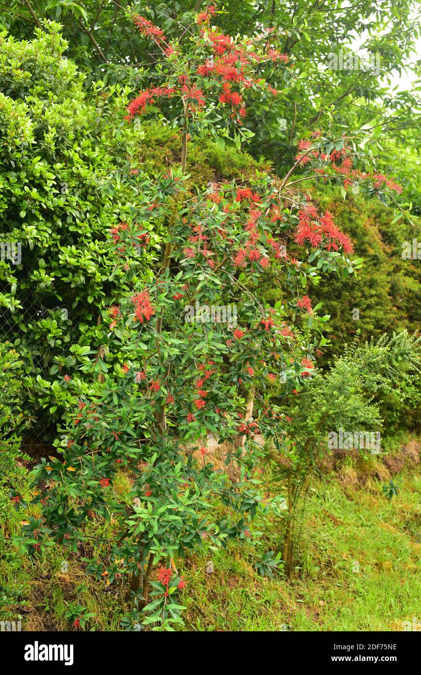Temperate tree hi-res stock photography and images - Alamy