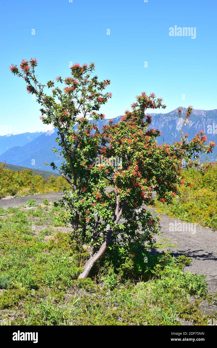 Photo of firebush hi-res stock photography and images - Alamy