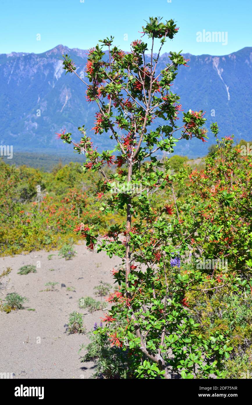 Small evergreen tree hi-res stock photography and images - Alamy