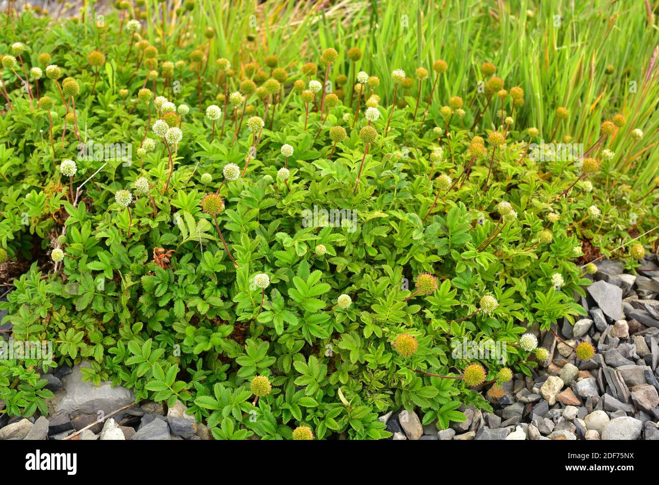 Burr Plant High Resolution Stock Photography and Images - Alamy