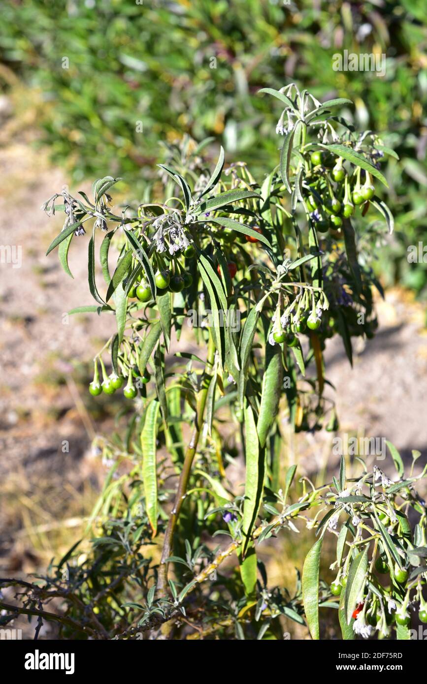 Talilla hi-res stock photography and images - Alamy