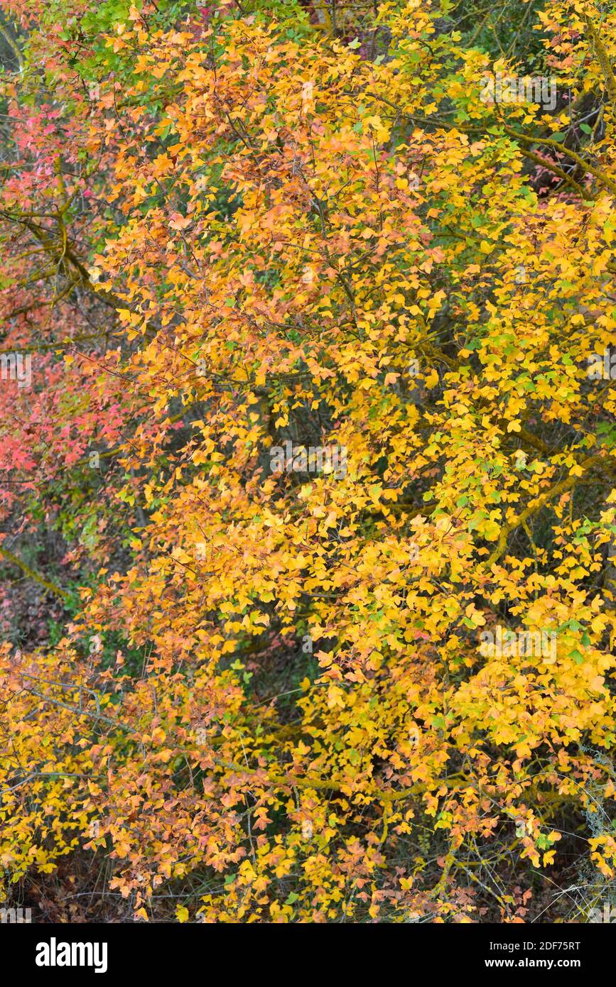 Monspessulanum hi-res stock photography and images - Alamy