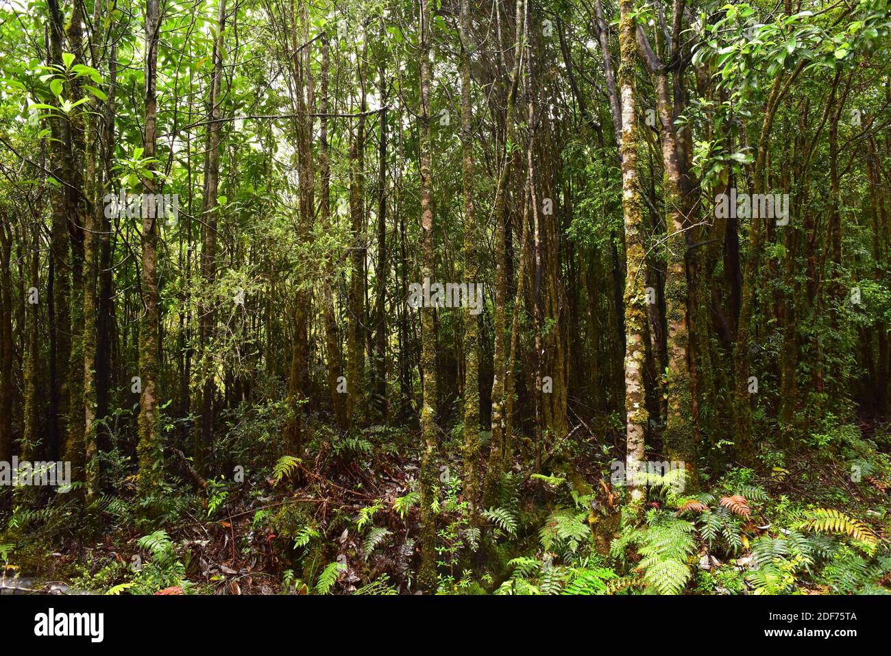 Canelo plant hi-res stock photography and images - Alamy