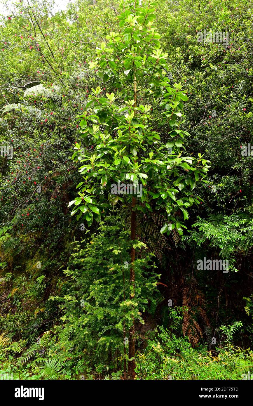 Drimys winteri winter's bark hi-res stock photography and images - Alamy