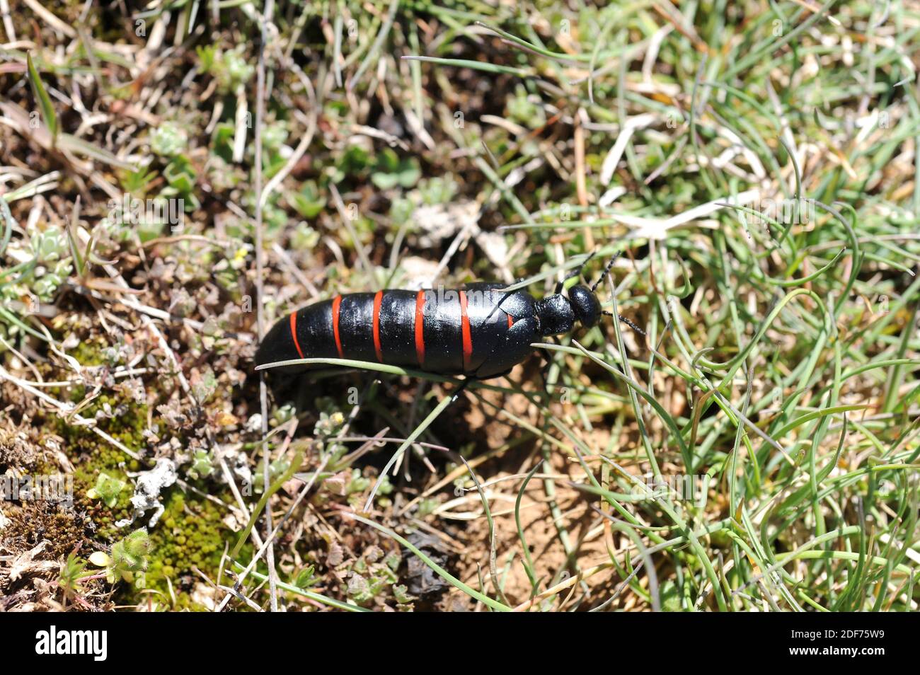 Spanish oil beetle hi-res stock photography and images - Alamy