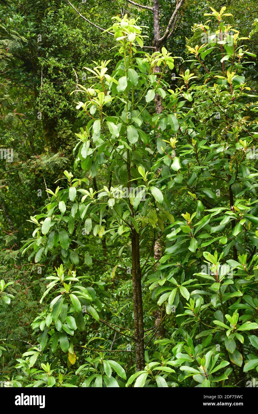 Canelo plant hi-res stock photography and images - Alamy