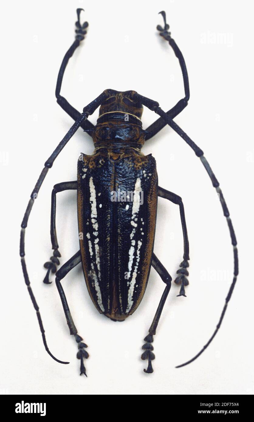 Batocera wallacei hi-res stock photography and images - Alamy