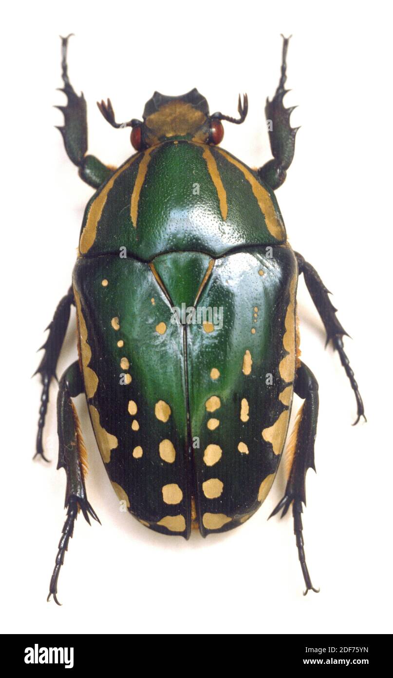 Giant Green Fruit Beetle