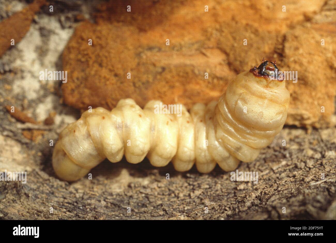 Larva beetle hi-res stock photography and images - Alamy