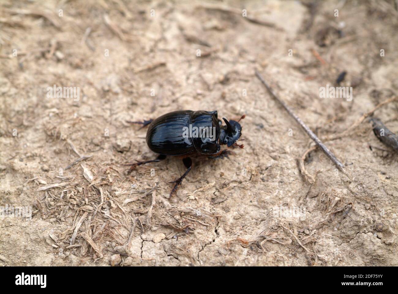 Horned dung beetle hi-res stock photography and images - Alamy
