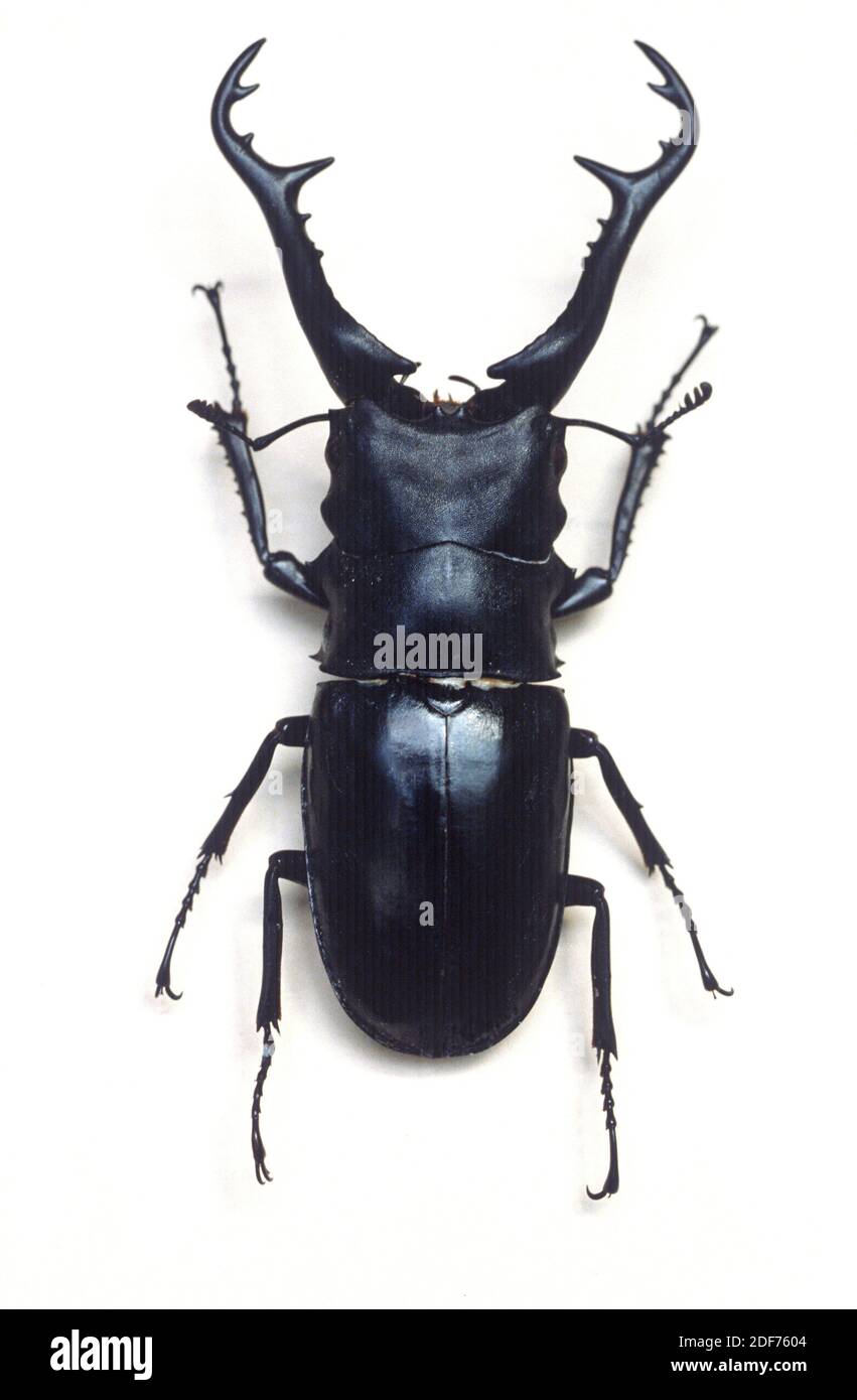 Giraffe stag beetle Cut Out Stock Images & Pictures - Alamy Giraffe stag beetle Cut Out Stock Images & Pictures - Alamy